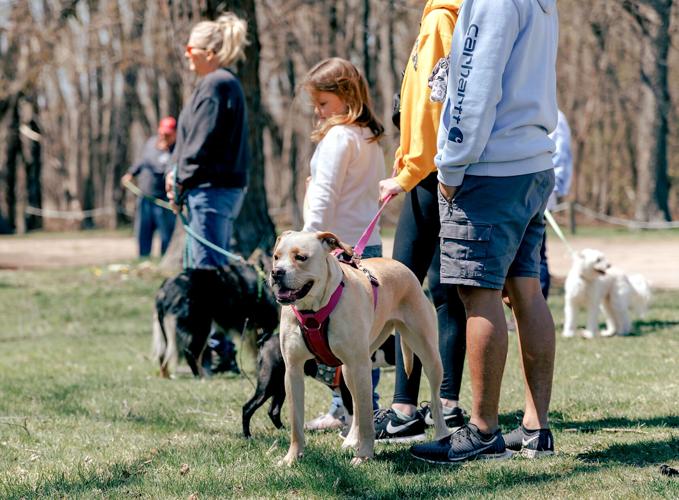Dogs and humans unite in Winona's monthly pack walks