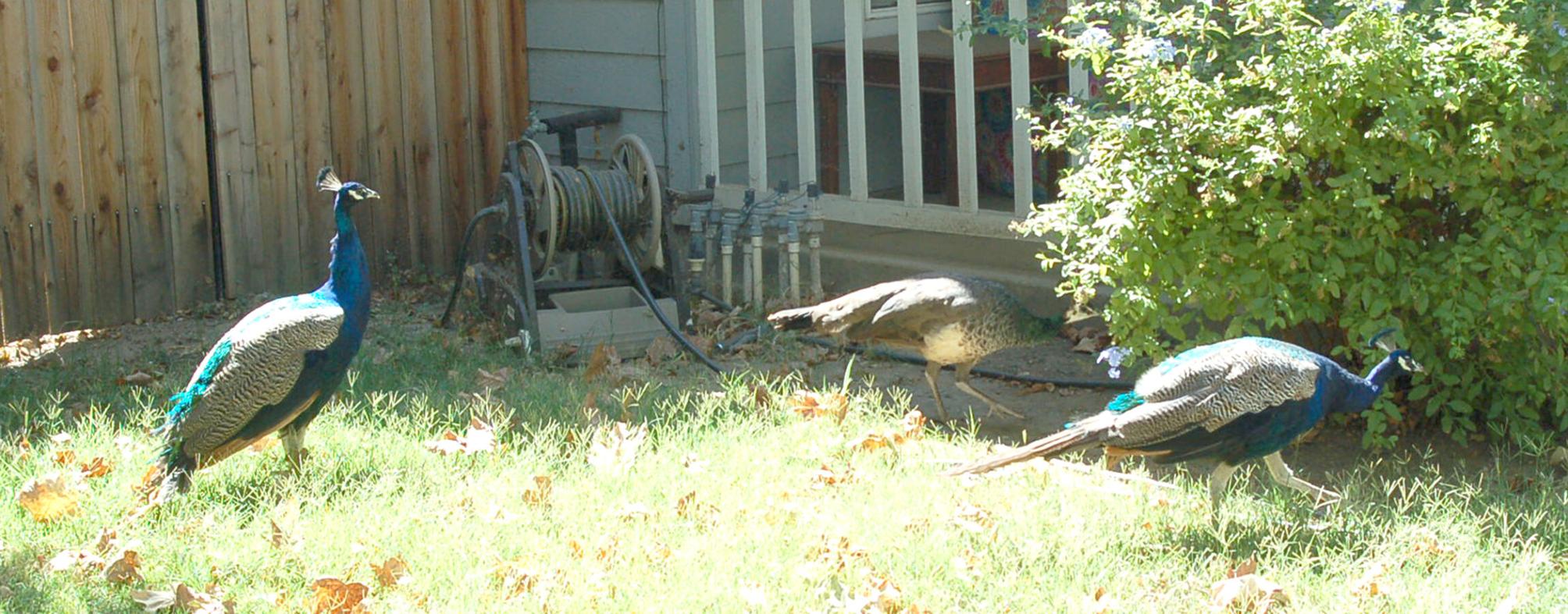 Wild Peacocks of Winters parading through town, and beyond | Archives | wintersexpress.com