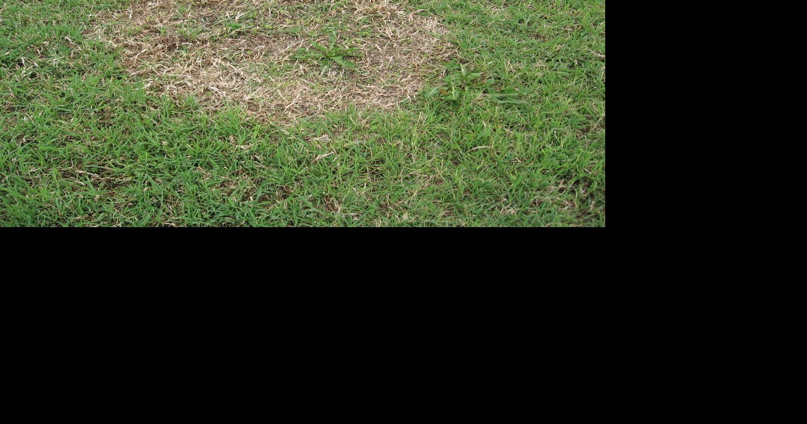 Ask A Master Gardener: Managing dead grass patches, soil testing tips ...