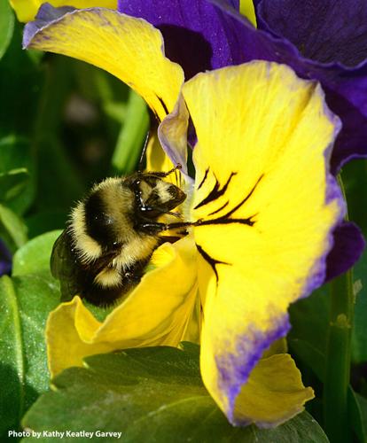 Search is on for first bumblebee sighting of 2024 | Lifestyle | wintersexpress.com