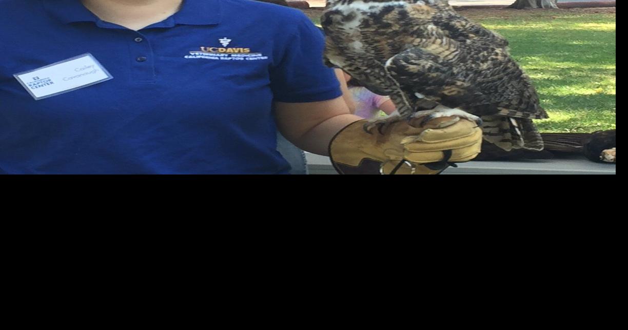 UC Davis Raptor Center comes to Peña Adobe Park | Musical Instruments ...