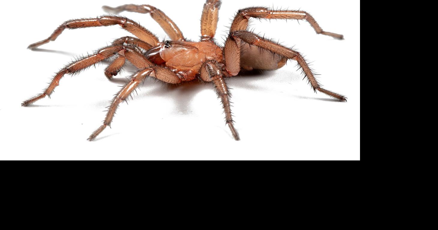 New species of trapdoor spiders named in honor of Fred Korematsu ...