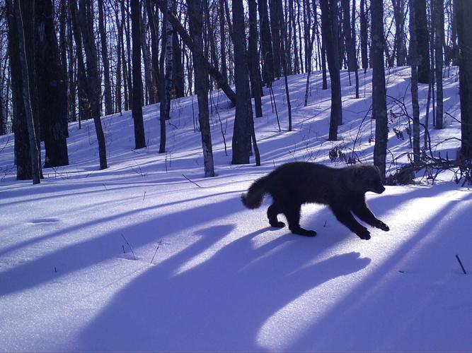 Volunteer wildlife monitoring with the Wisconsin DNR is a snap