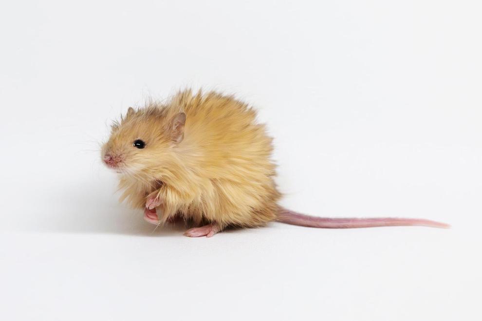 Scientists engineer mice with thick hair like woolly mammoth