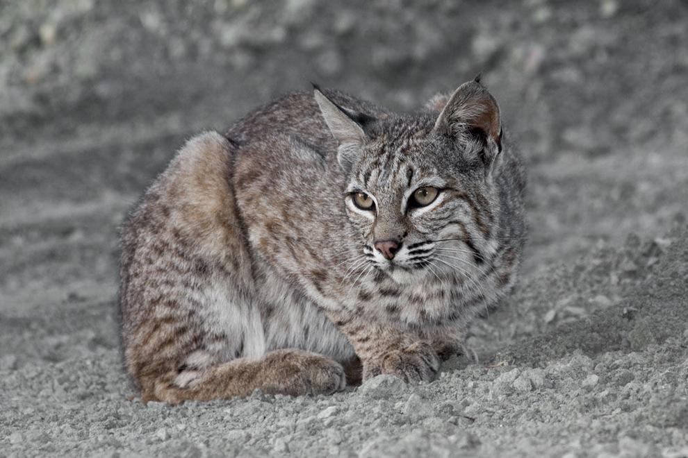 You might never see one, but Wisconsin’s bobcats are on the rise