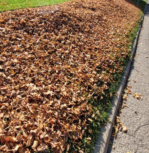 Fall leaf collection starts Monday