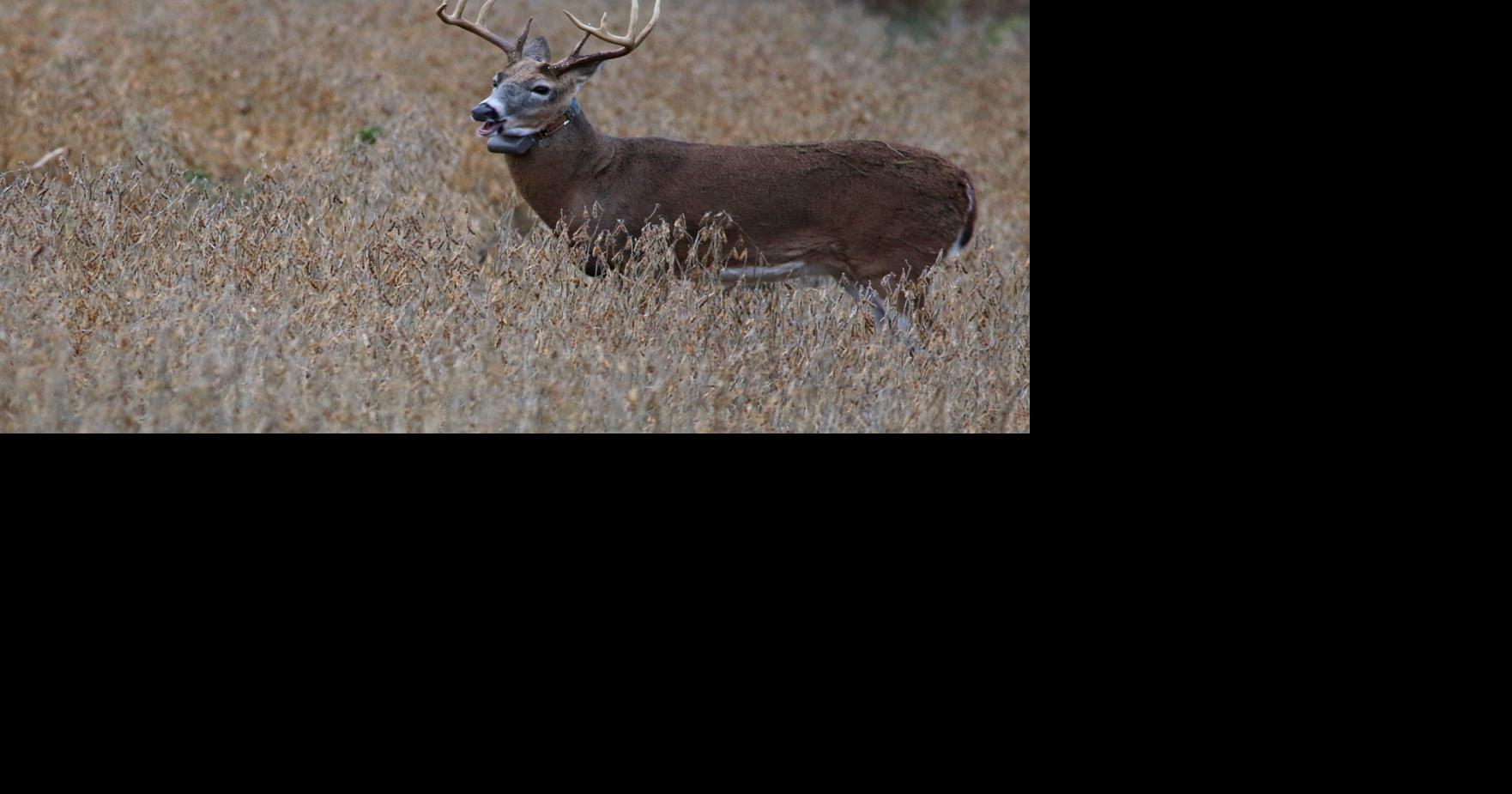 DAVIS DEER TRAILS: Study helps state, hunters proceed