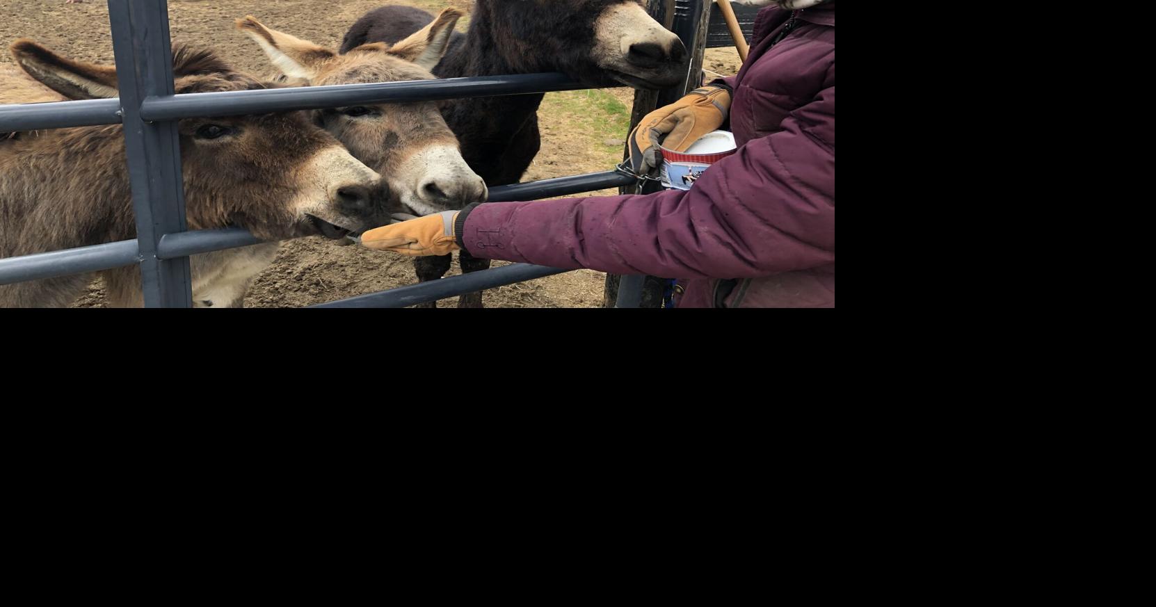 Donkeys demonstrate love at Holy Land Donkey Haven