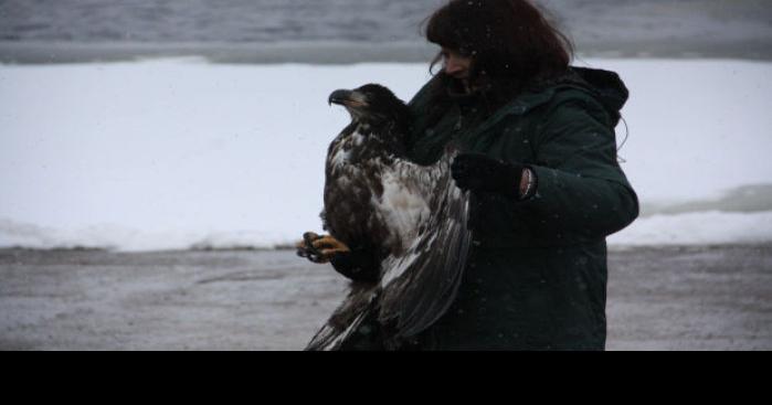 Sauk Prairie Bald Eagle Watching Days