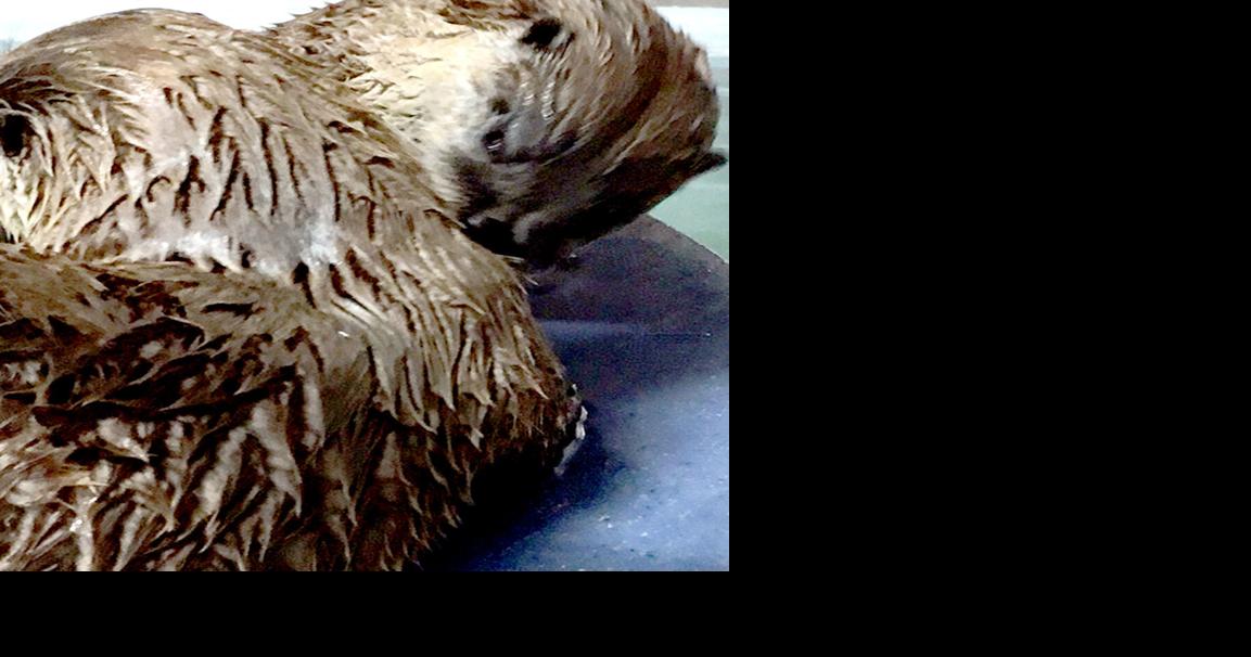 Otters arrive at Baraboo zoo
