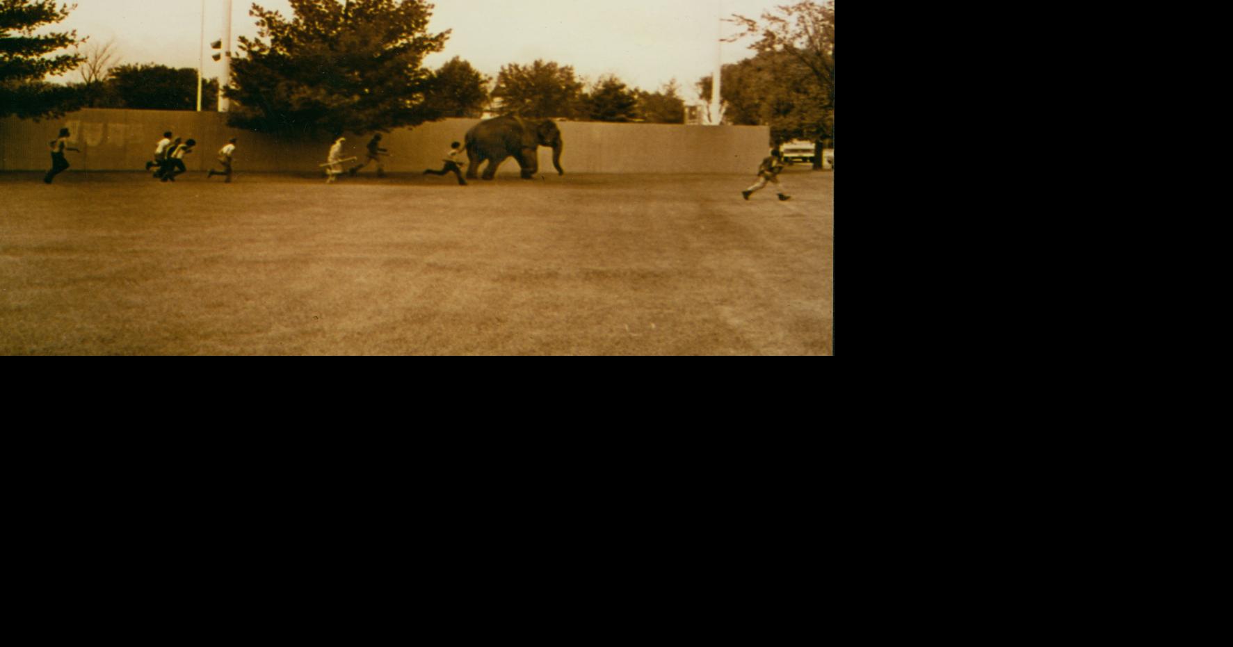 Kapp column: Circus animals on the run