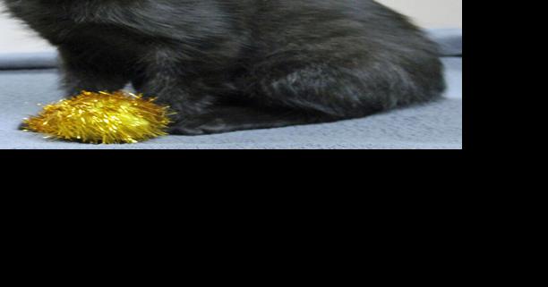 PETS OF WEEK: Reuben and Janet