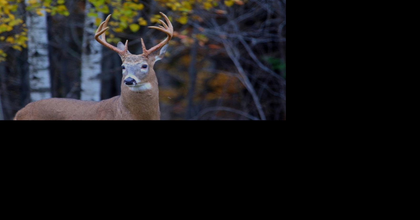 How deer capture the curiosity of hunters and watchers alike