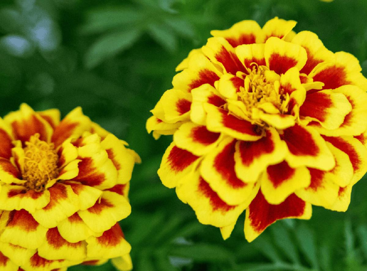 GARDENER COLUMN: All-American Selection winners