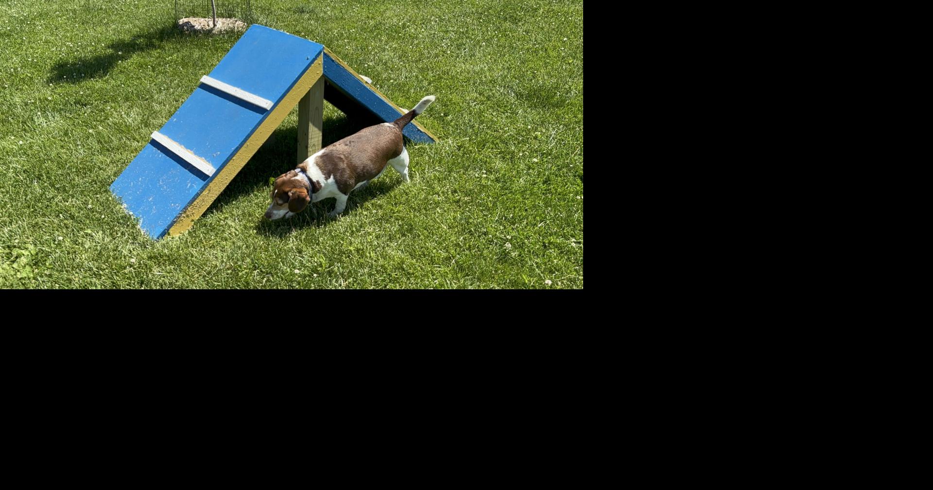 Baraboo’s upgraded dog park is drawing regional crowds