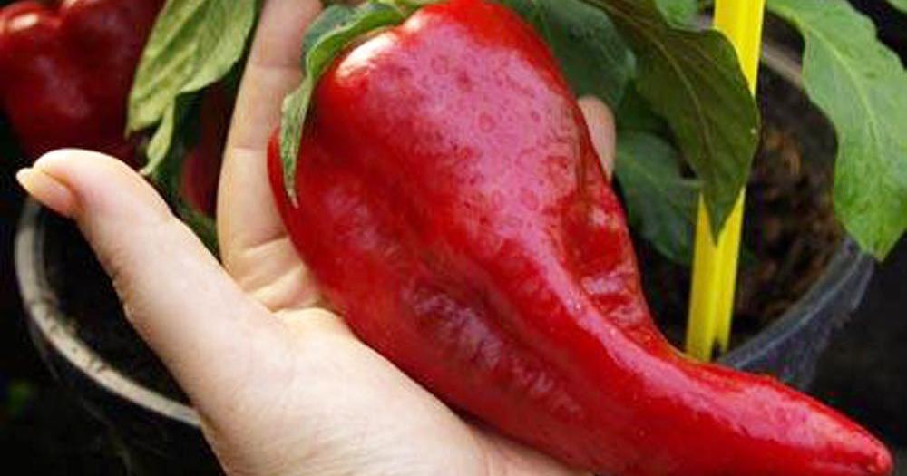 Beaver Dam Pepper Festival returns Saturday