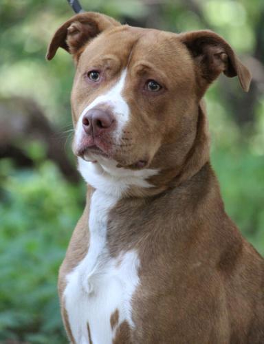 PETS OF WEEK: Lady Luna and Cher