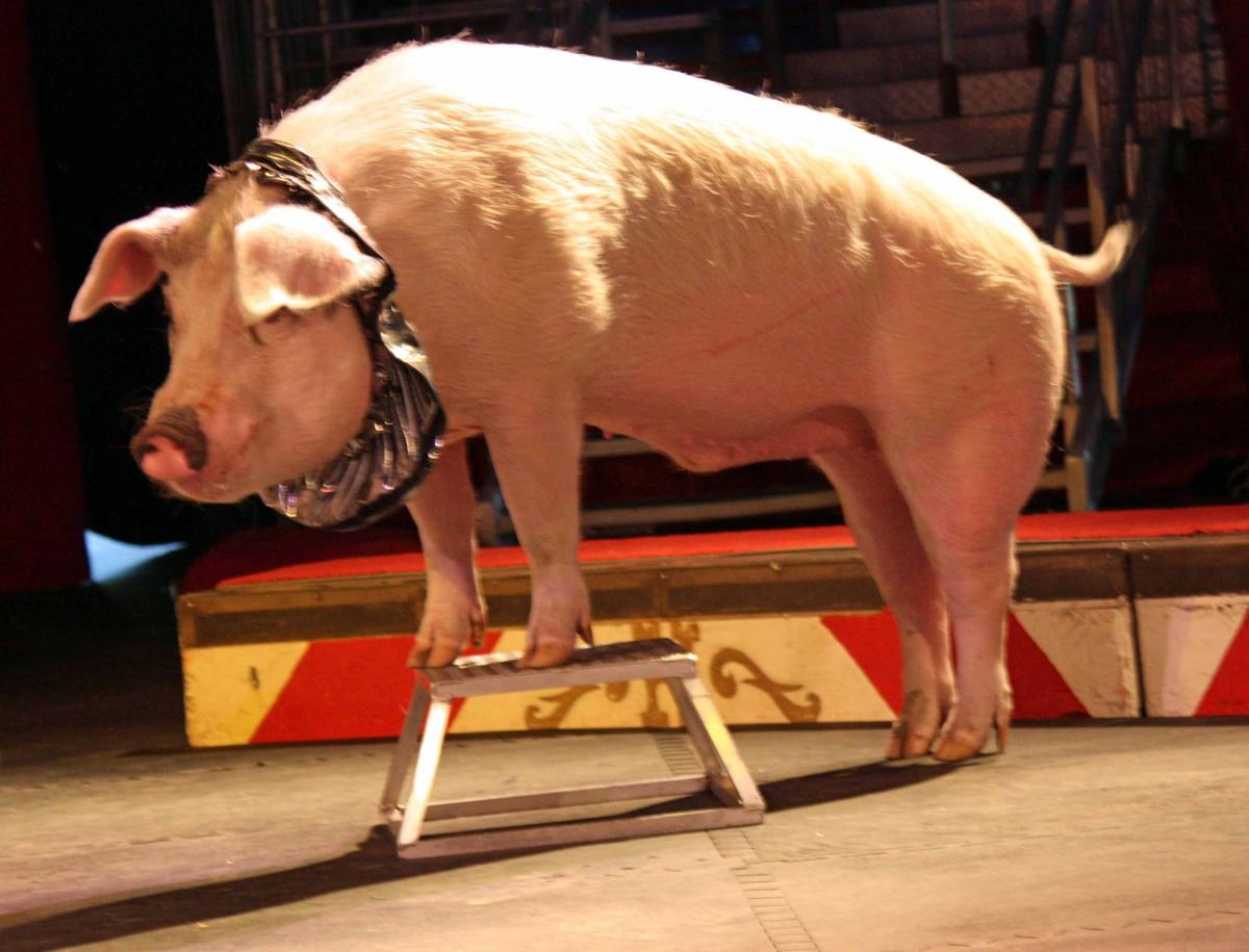 The circus goes on with pigs and dogs in Baraboo