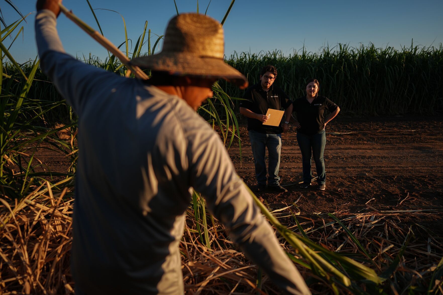 Heat stress research in California focuses on farmworkers