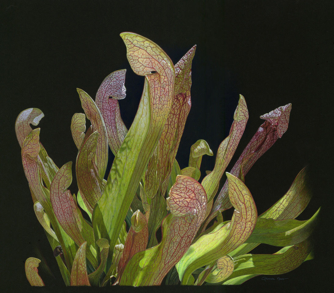 Rhonda Nass to teach class in Sauk Prairie