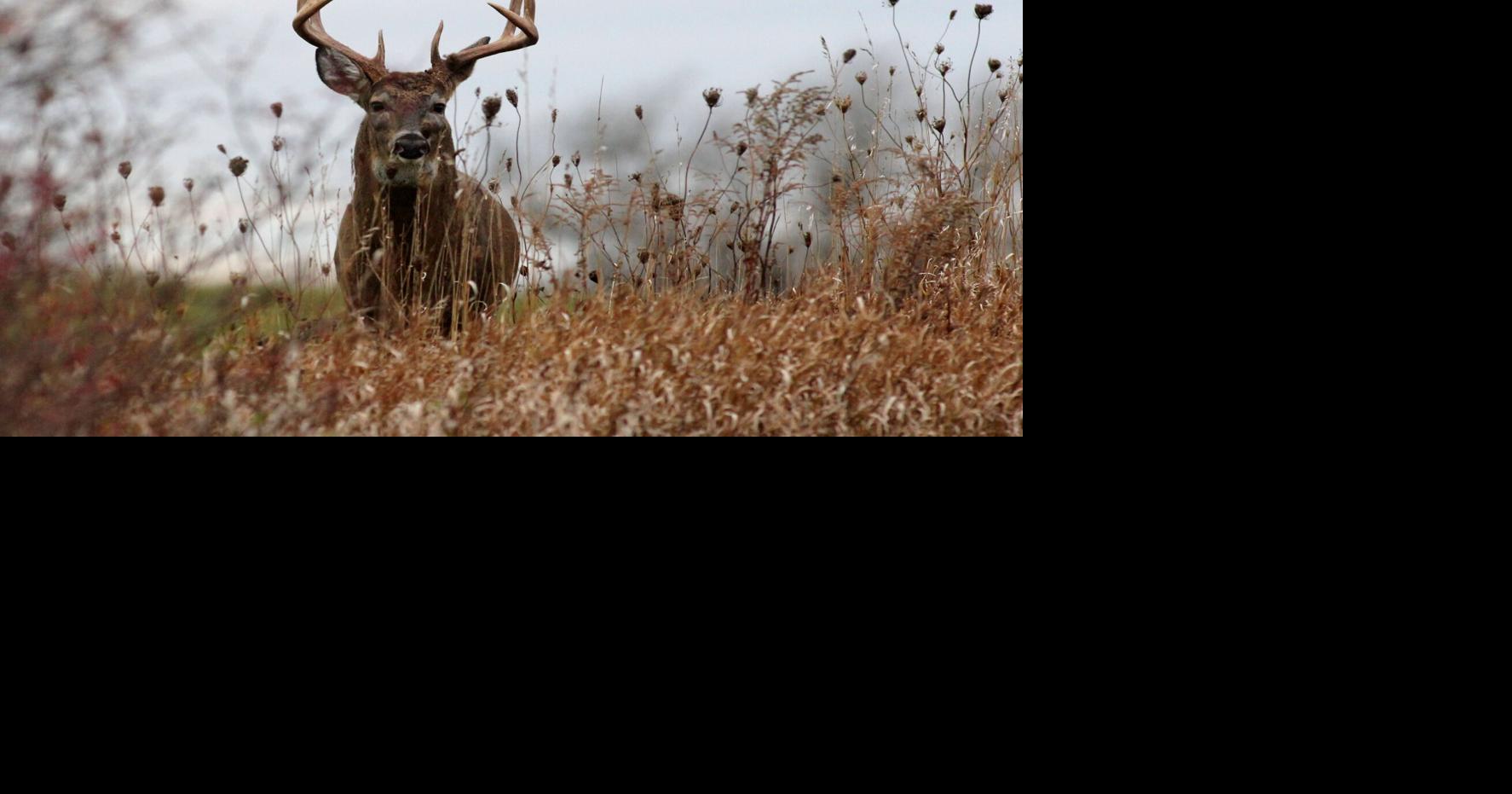 The best Wisconsin deer hunting locations for hunters' wishes
