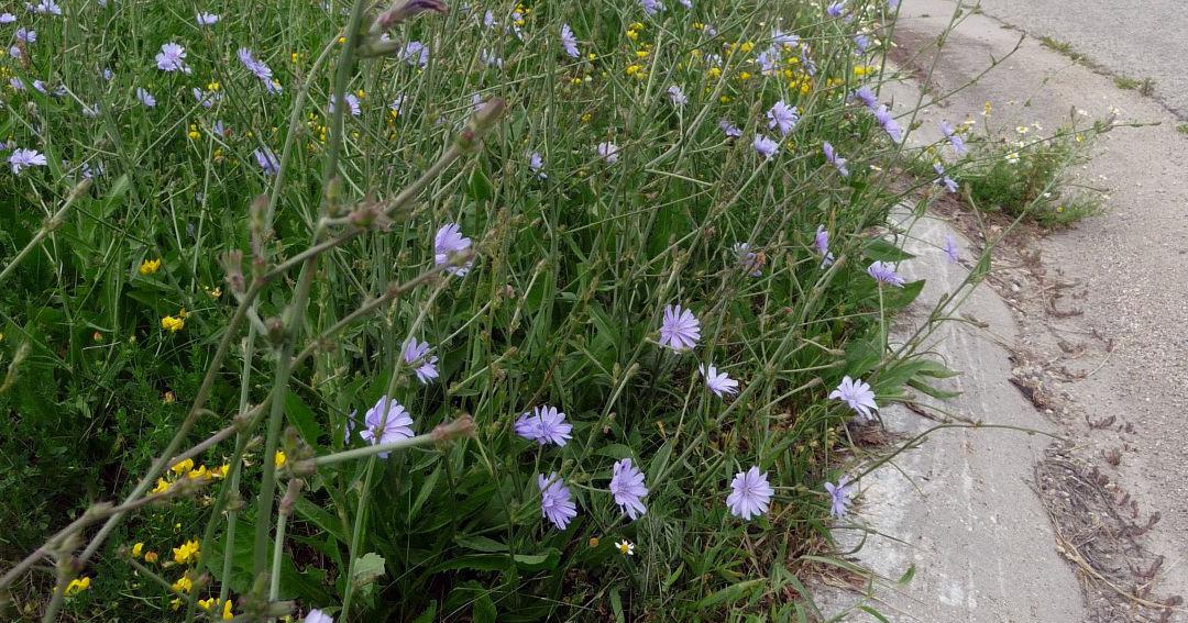 Learn to appreciate chicory, a roadside beauty