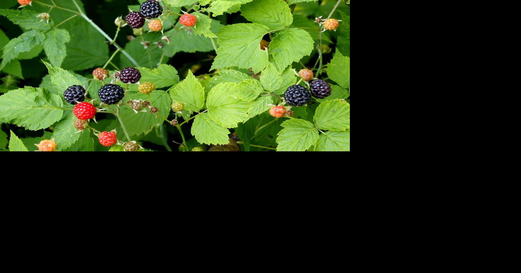 Outdoor enthusiasts will soon see sweet treats as wild berries ripen