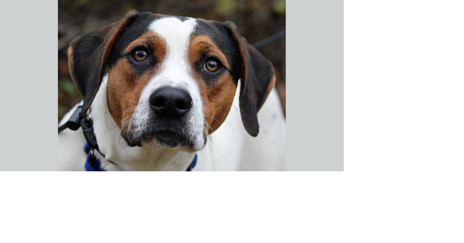 PETS OF WEEK: Stevie and Squeak