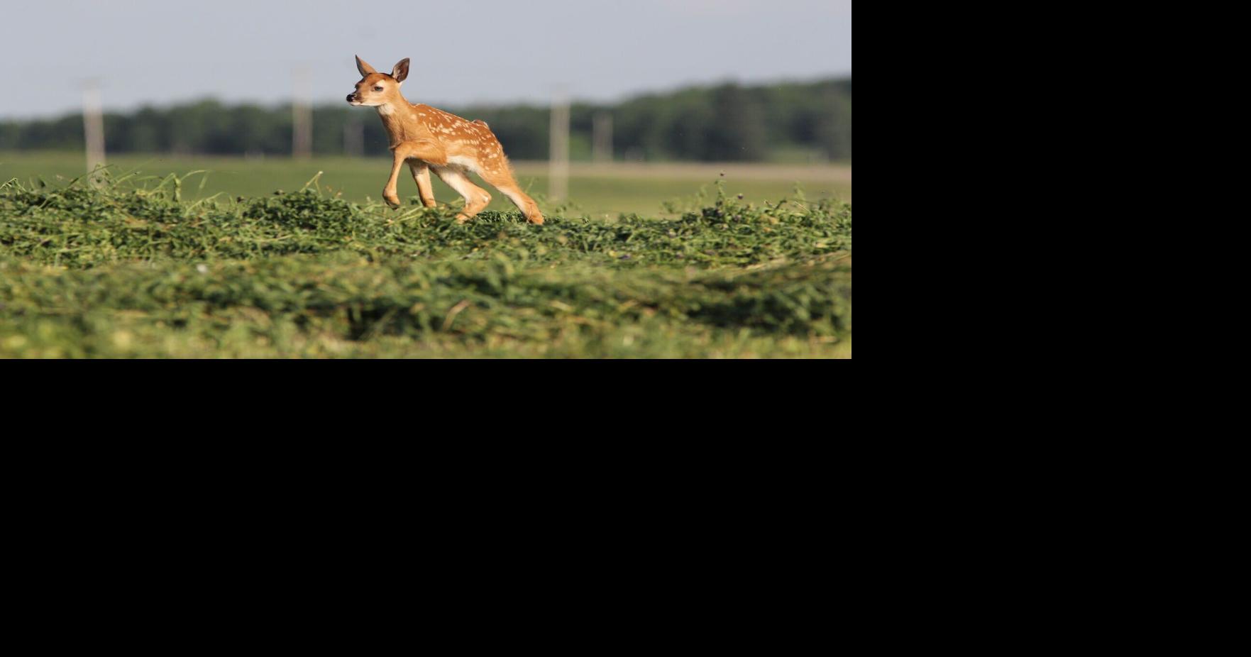 JERRY DAVIS: Deer season at peaking
