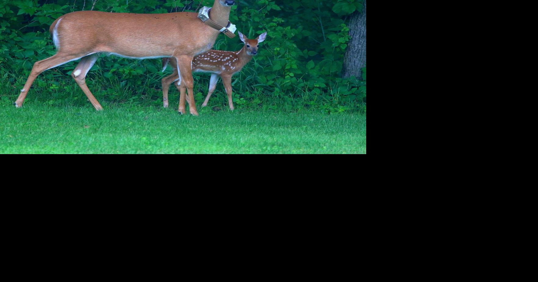 Deer study provides information helpful to hunters