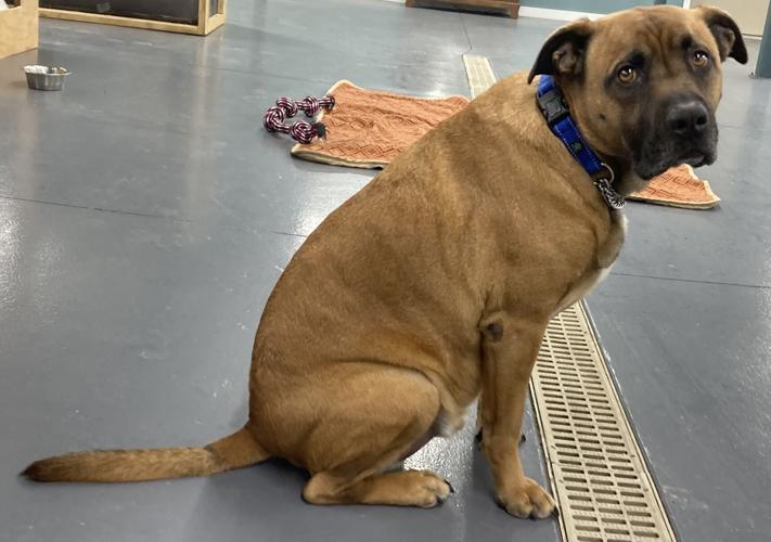 Down home on the farm: New sanctuary quite fetching for older dogs