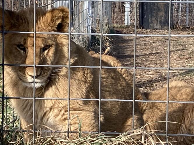 Winter comes for Wisconsin's big cats