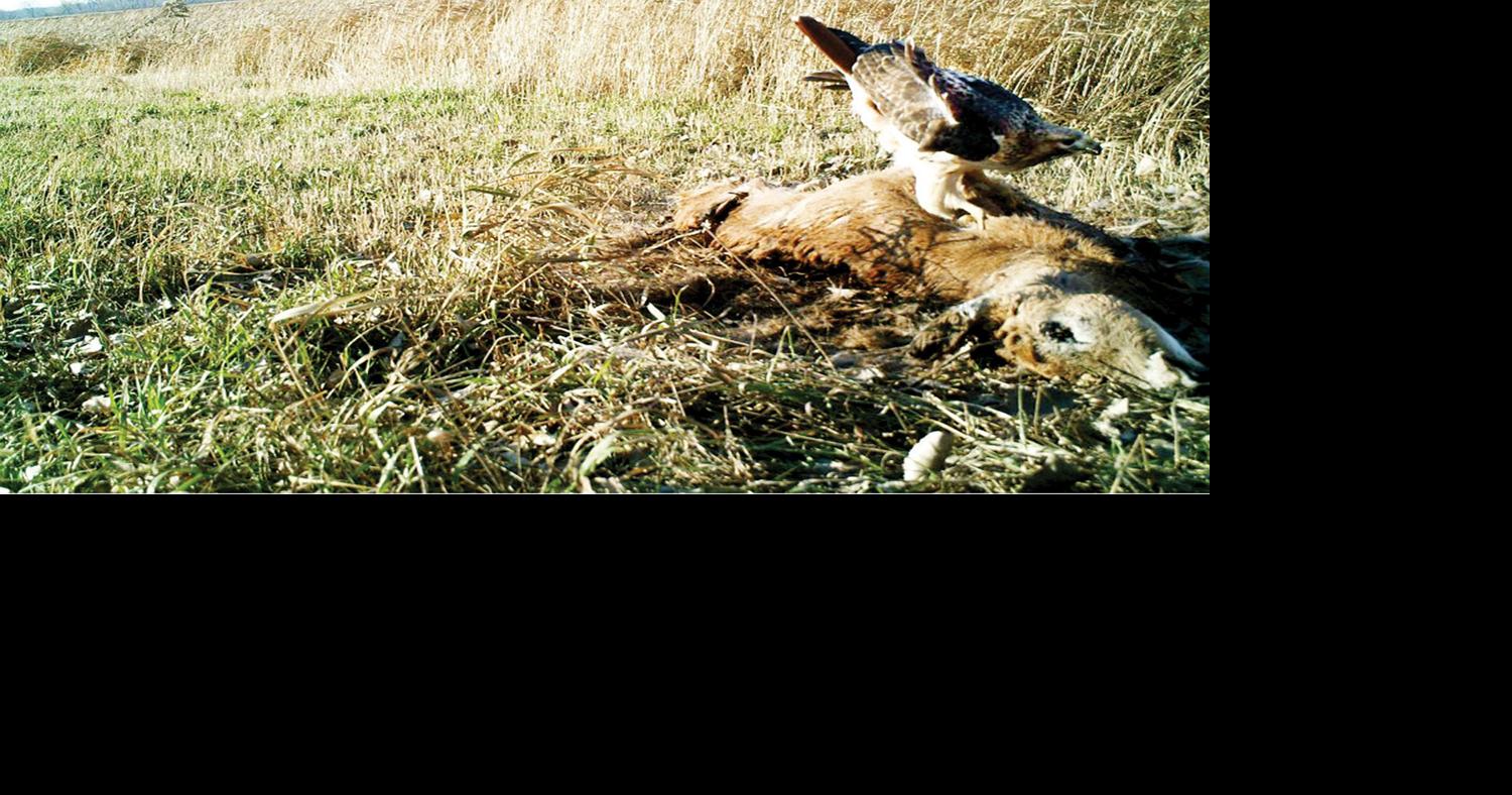 Decomposing deer gives a glimpse of life cycles