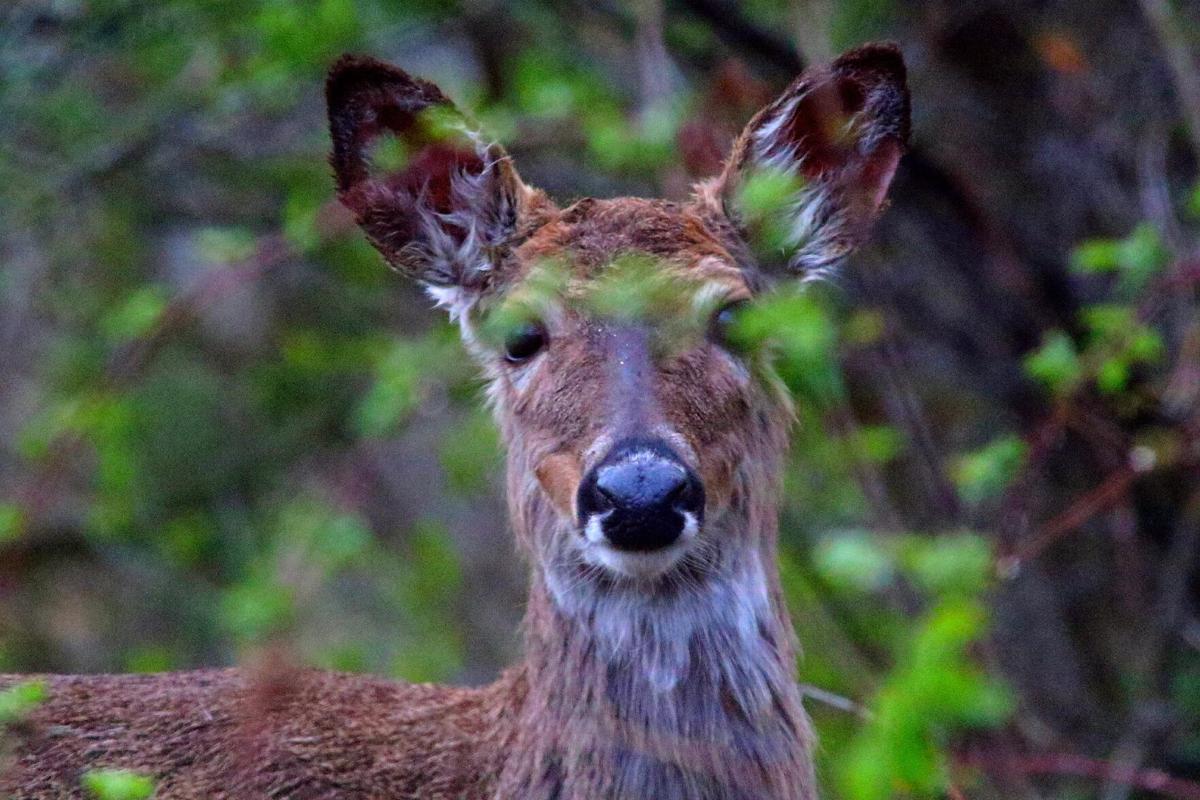 Outdoors: Ethical hunter winners have helping feelings