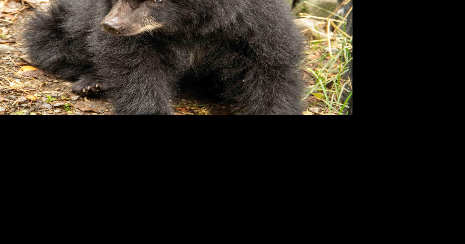 Baraboo's Ochsner Park Zoo to get new orphaned bear cub from Alaska