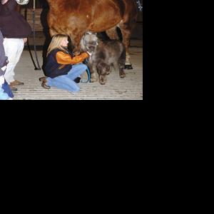 Big Jake is world's tallest living horse