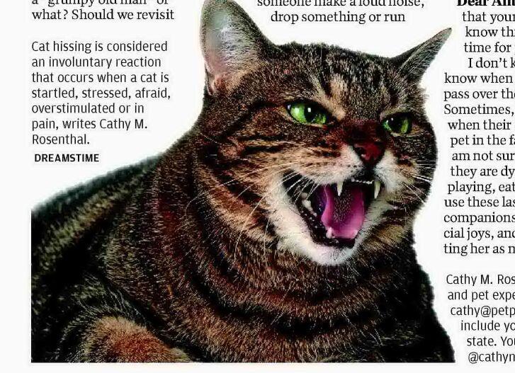 What it means when cats hiss