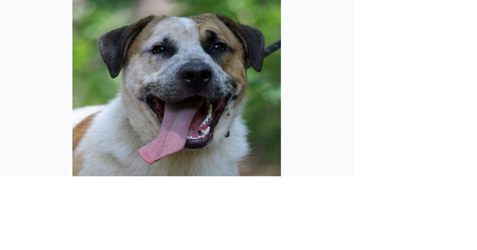 PETS OF WEEK: Joey and Elio