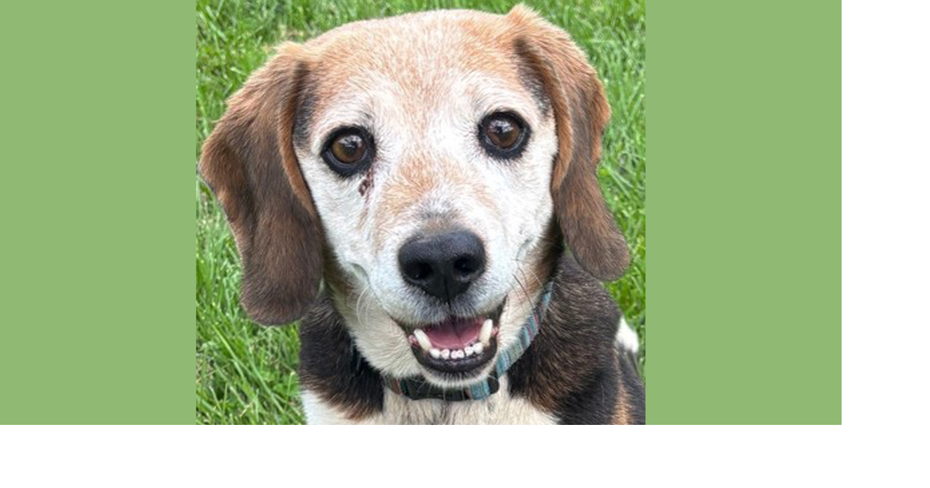PETS OF WEEK: Wuffles and Jabberwocky