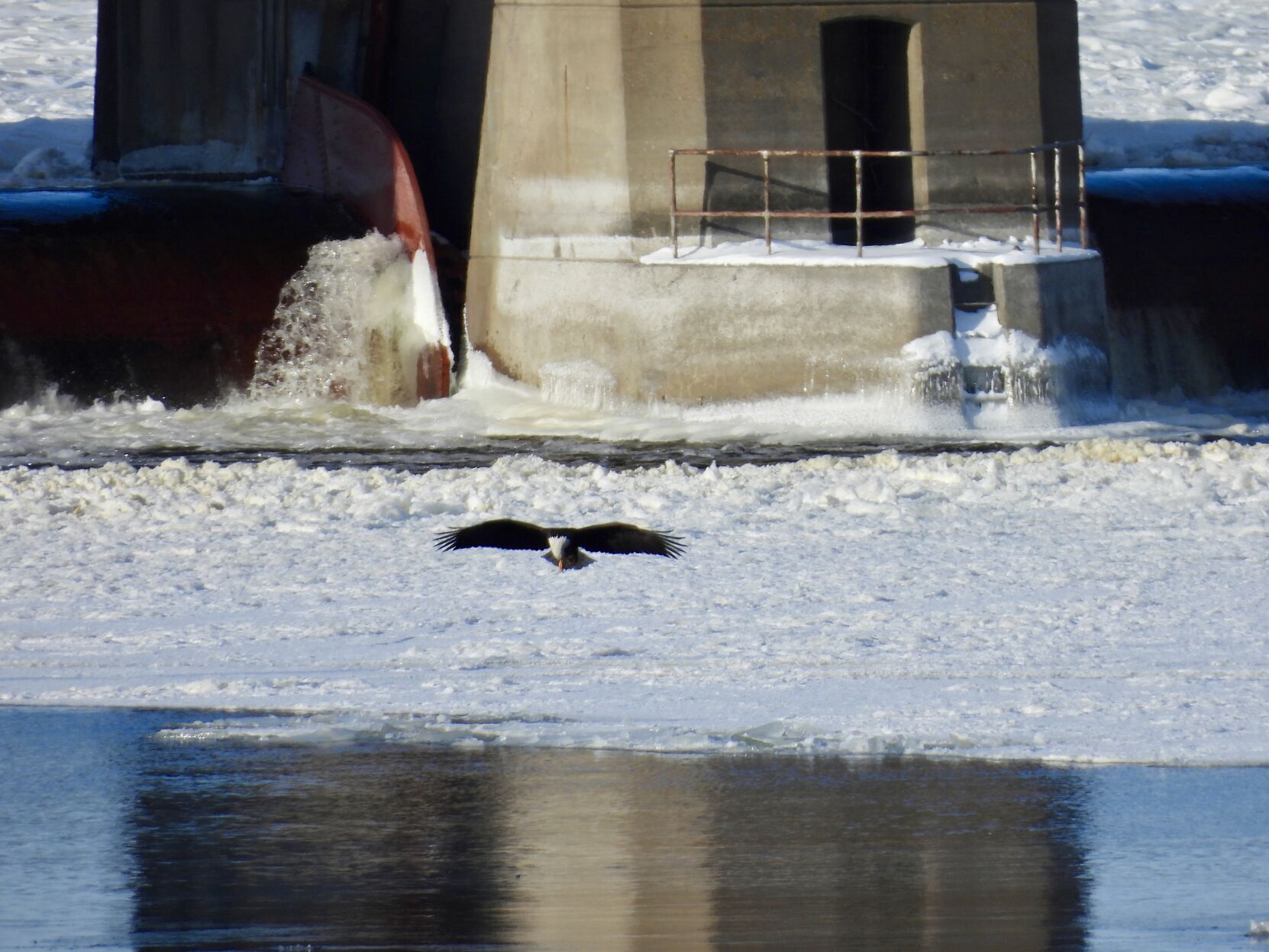 Photos: Bald eagles flock to open water of Mississippi River Valley ...
