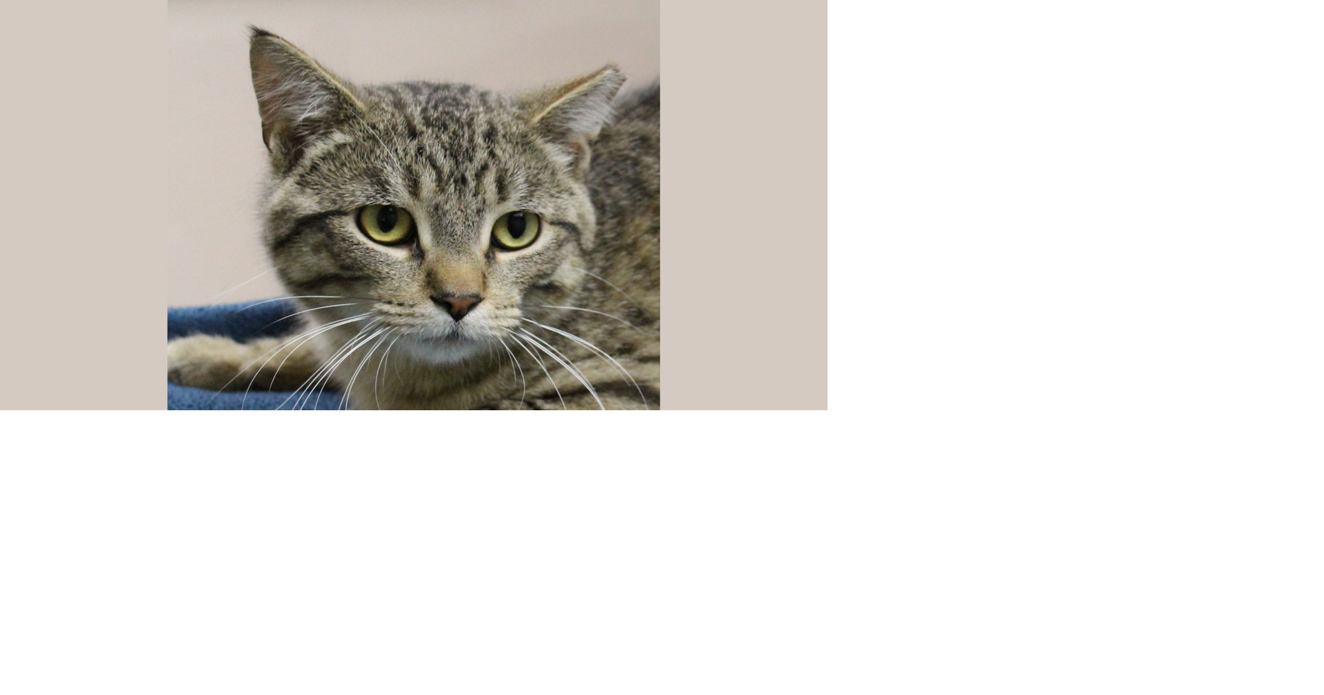 PETS OF WEEK: Maysa and Whiskey Bandit