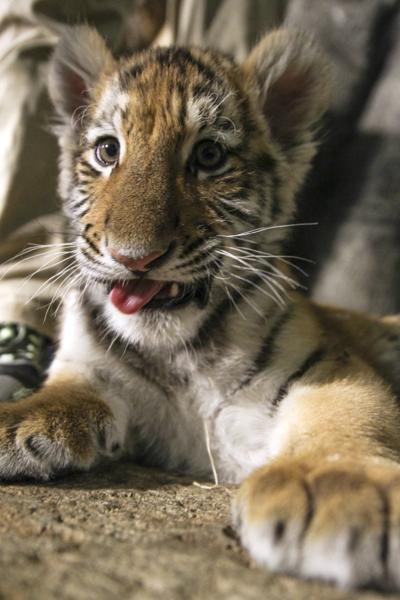 Tiger cub gets tender care