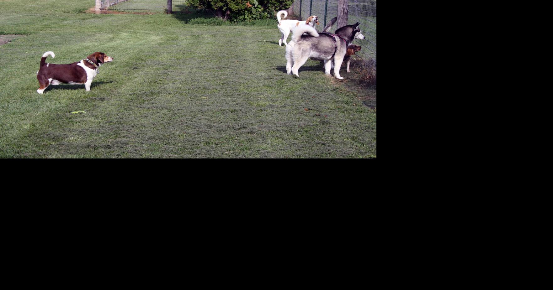 GALLERY - Pat Liston Dog Park