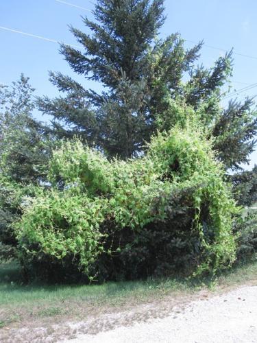 Wild cucumber invasion
