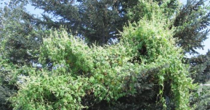 Wild cucumber invasion