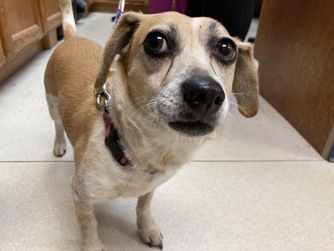 From Aldo to Zoe, animals find care at the Sauk County Humane Society