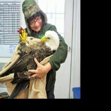 Recovering eagles set for release
