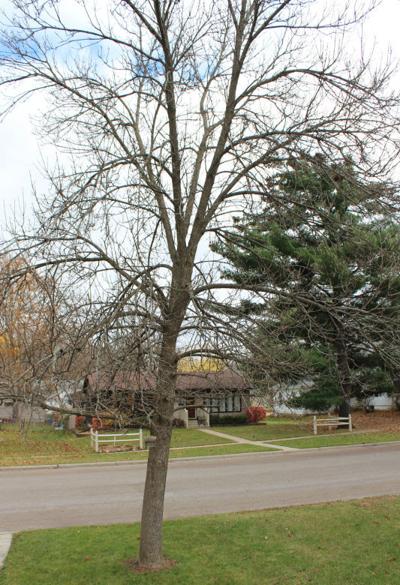 City lists ash trees in danger