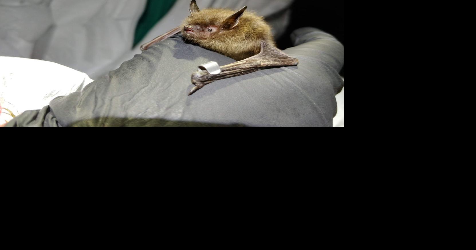 Fungal disease spurs bat population decline throughout Wisconsin