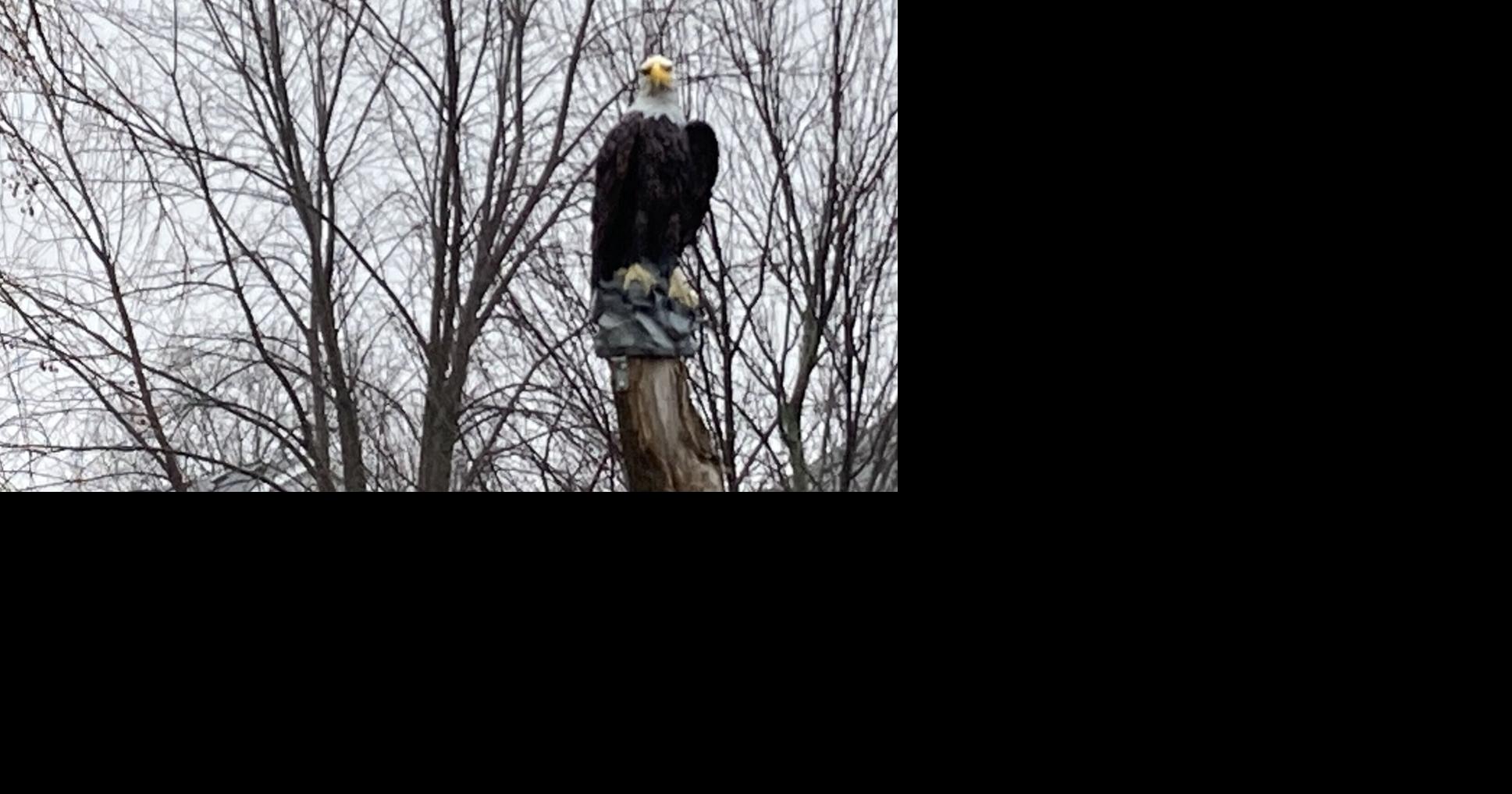 Eagle Watching Days return this weekend